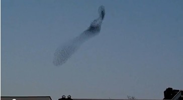 How Complex are Formations of Starlings? – Artificial Intuition